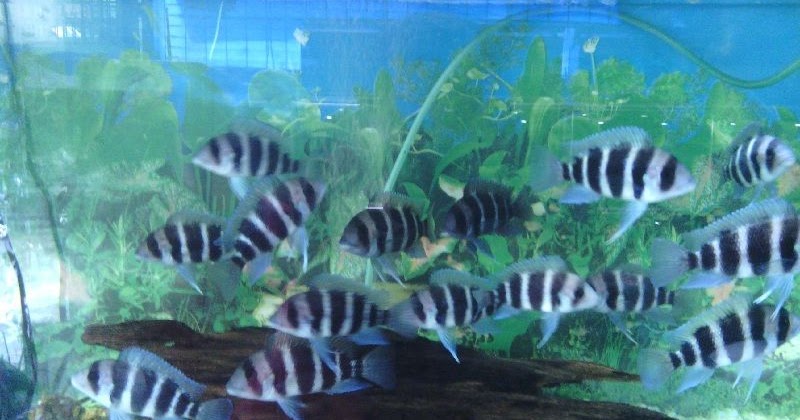 Ikan Lemon Biru (DEMASONI) ? Ini Dia Cara Memelihara dan Merawatnya