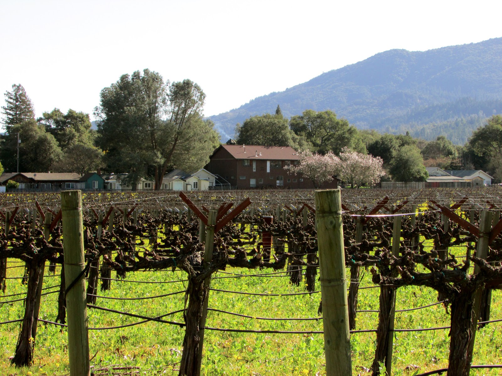 One Designing Woman: Napa Style