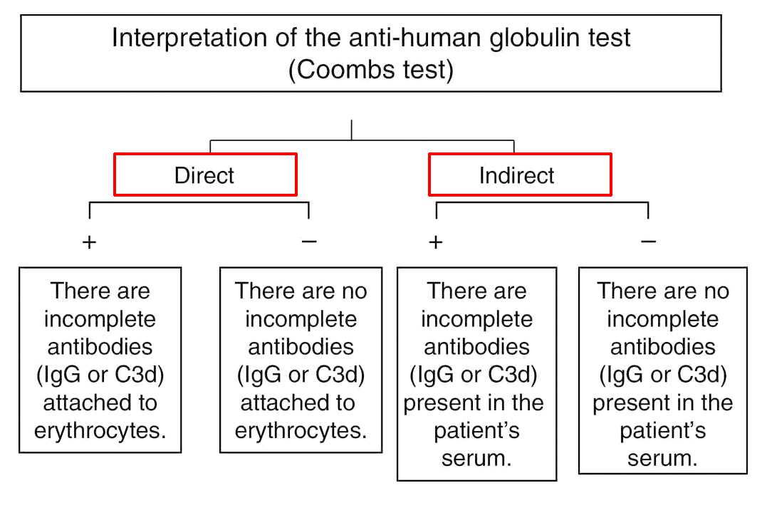 Medical Terms & Сlinical Сases : Coombs test