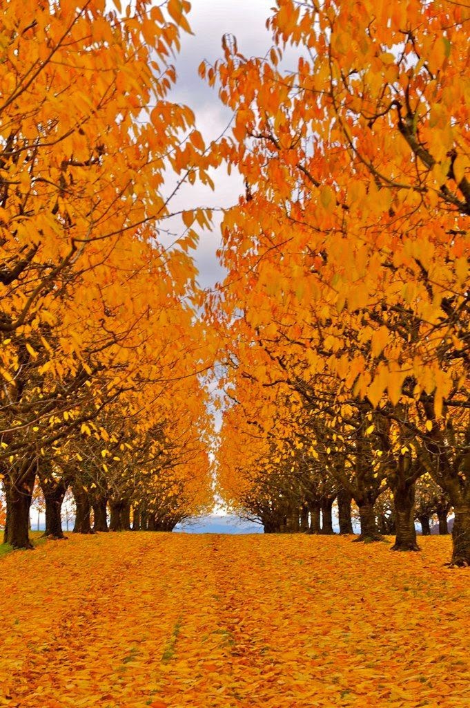 Stunning autumn color ~ Stunning nature