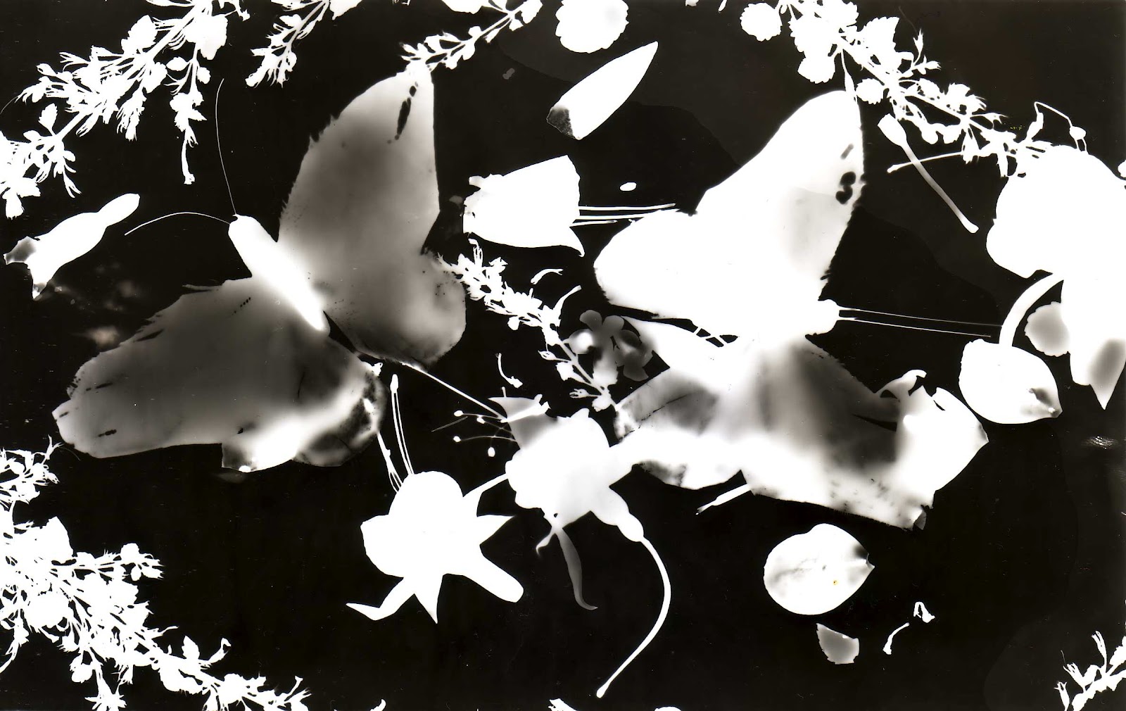 Extended Diploma In Photography: Photograms