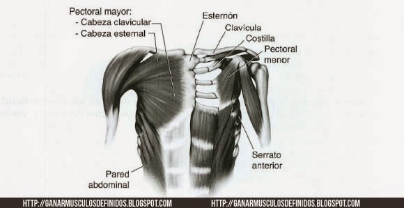 Anatomia Pectoral - Ganar Músculos