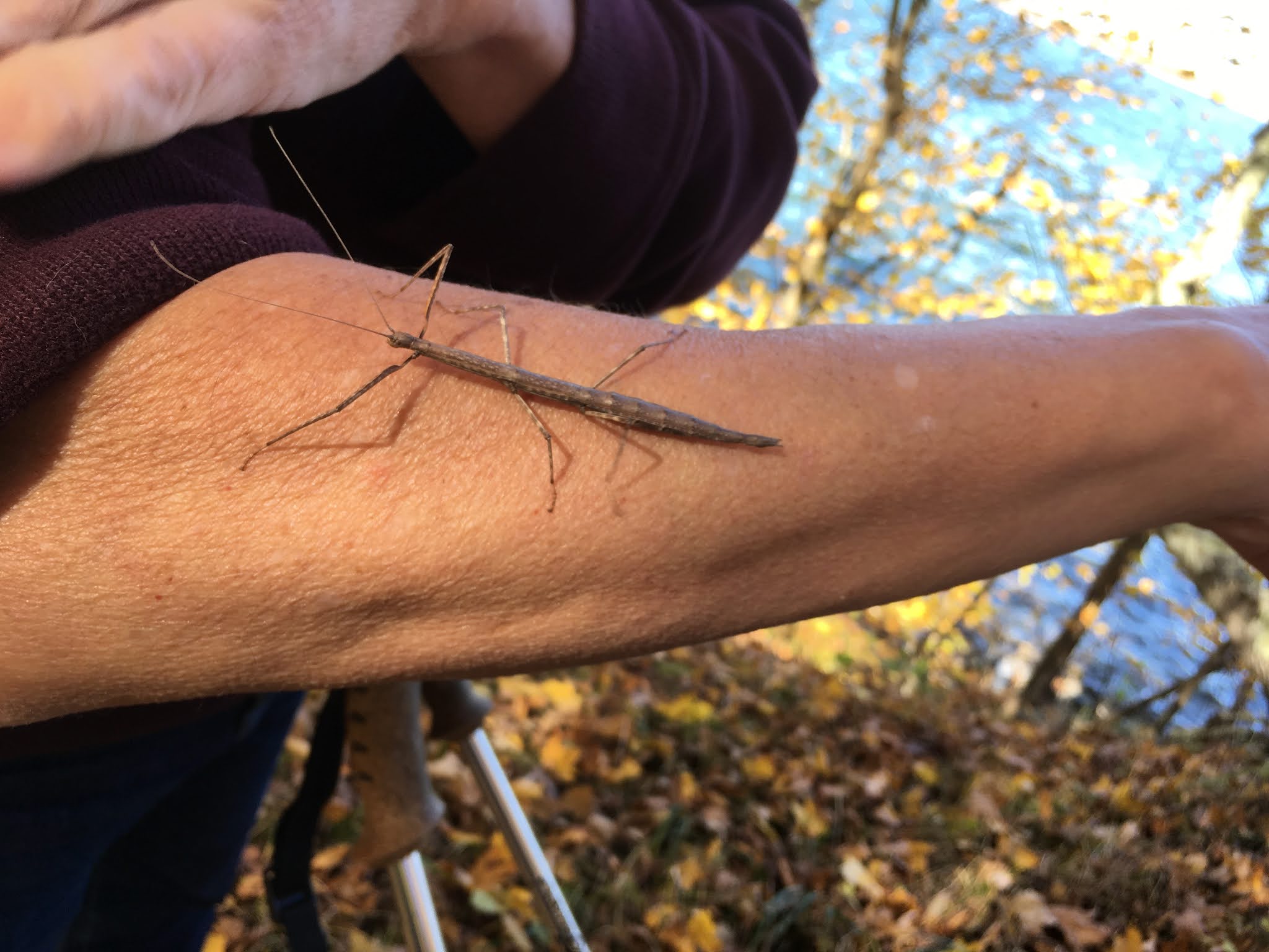 TYWKIWDBI ("Tai-Wiki-Widbee"): Word for the day: phasmids