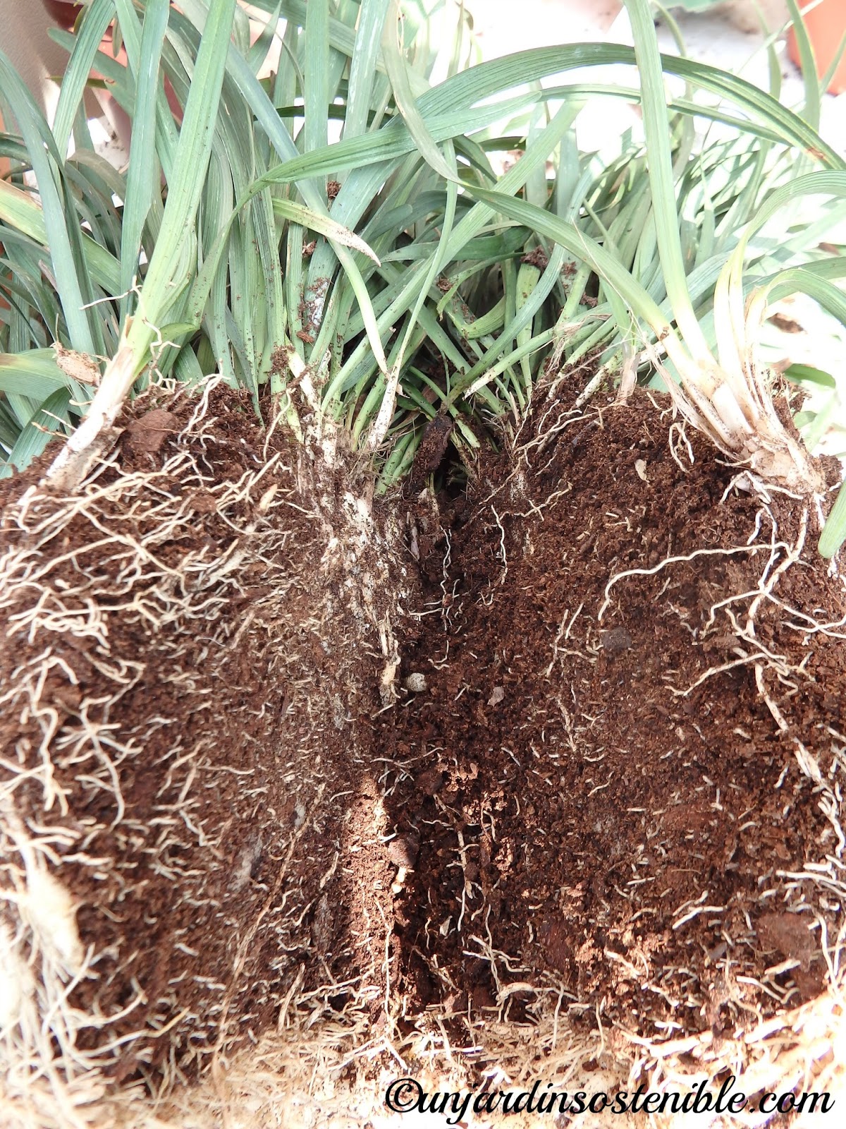 Las Técnicas de plantar (En suelo y en maceta).
