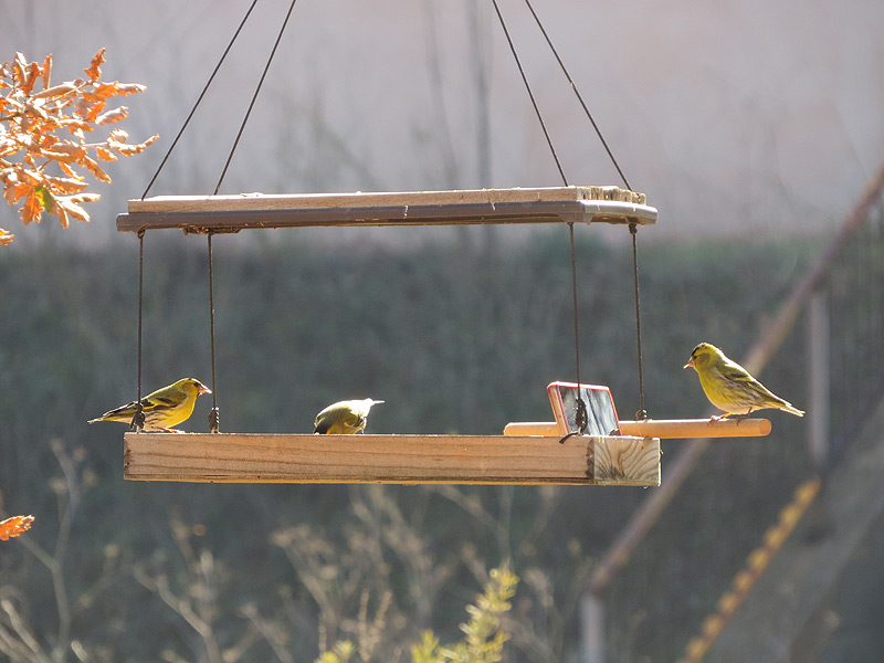 El Herrerillo: Comederos para aves en el jardín