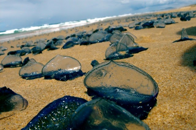 RussBLib - what the ....: Velella velella!!