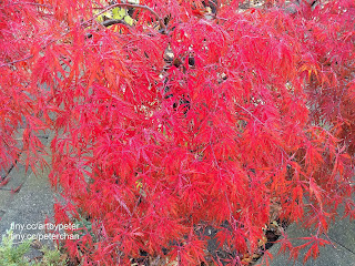 Peter Suk Sin Chan: Beautiful Red Japanese Maple- they turn very bright ...