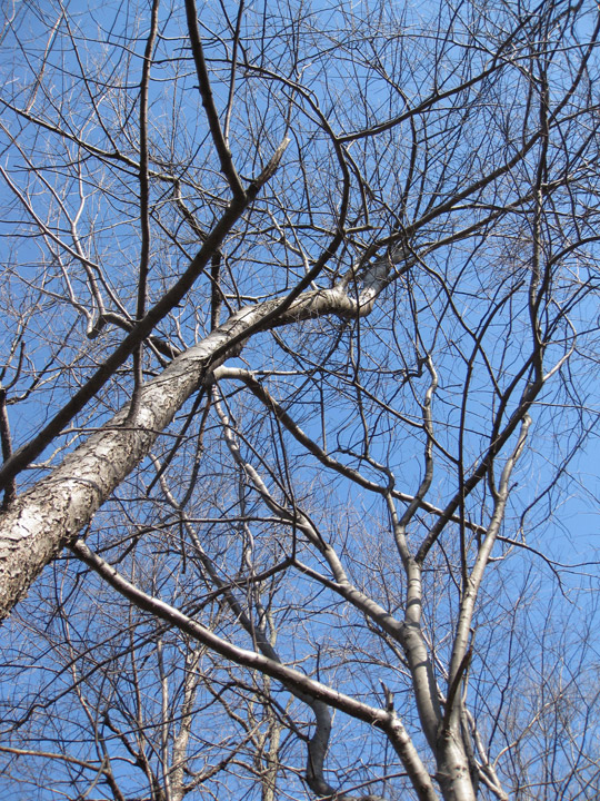 Field Notes: Post Storm Cleanup