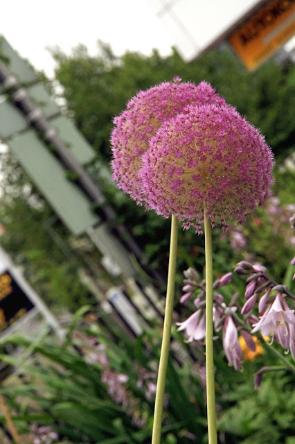 Trees, Plants, Flowers