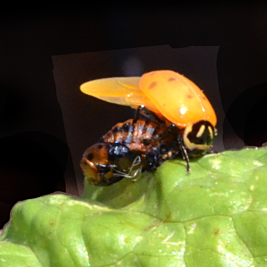 Lazy Gardening: How to Grow your Own Ladybugs in 6 Easy Steps