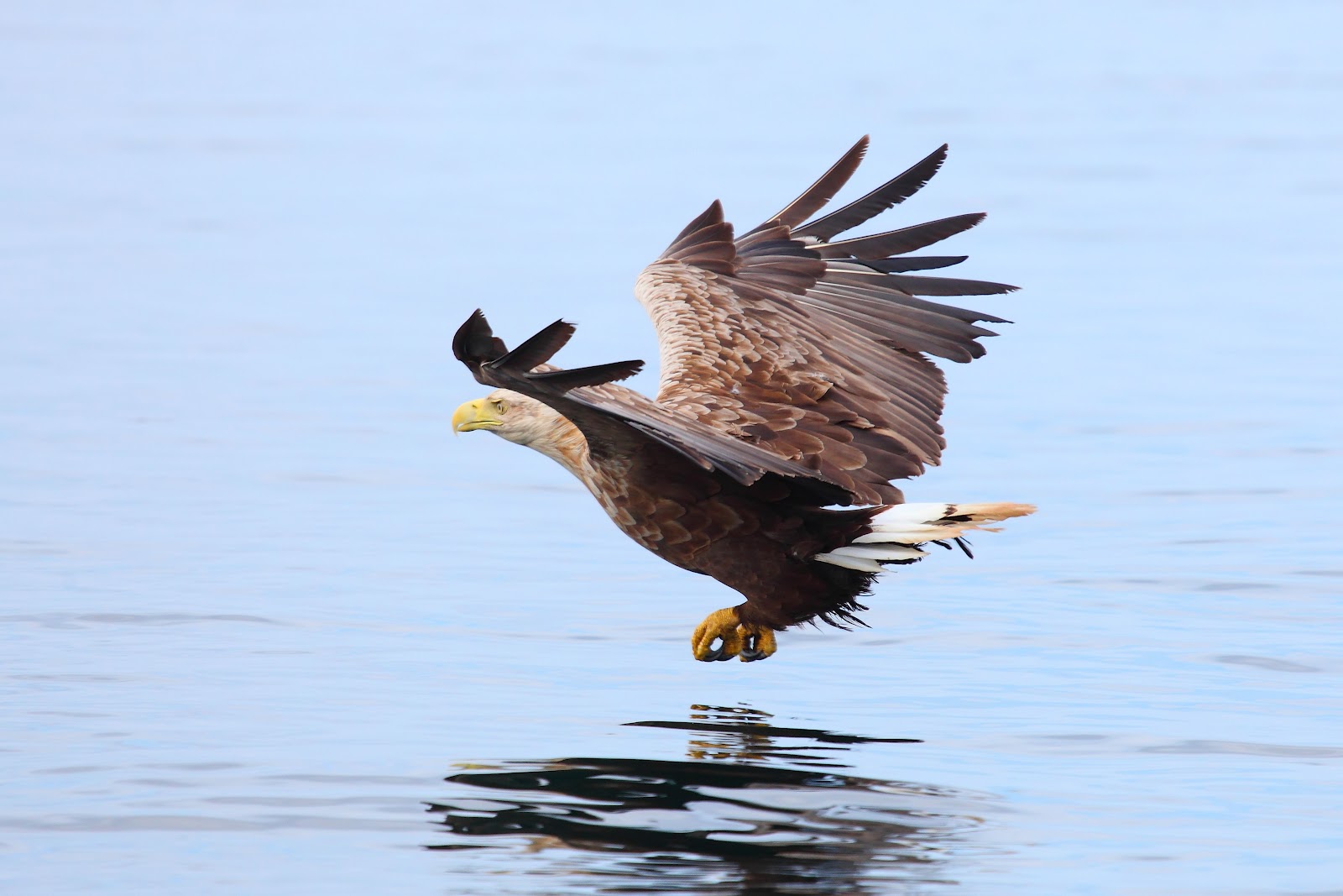 Mull sea eagles diary: Mull Eagle Watch a Five Star wildlife attraction