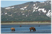 Bears at Hallo Bay: Wolf and Bear Paw Prints + Poem