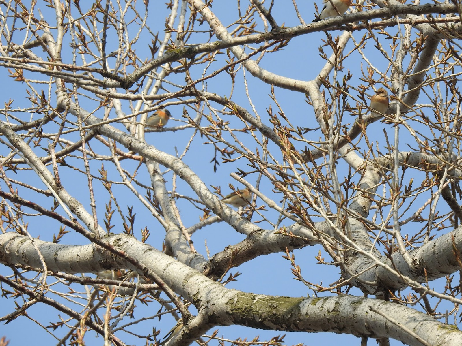 PASARI DIN ROMANIA: CINTEZA DE IARNA, Fringilla montifringilla