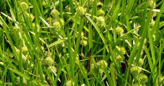 ALAM TUMBUHAN: KELUARGA BANAT / BANATIA (Typhaceae family)