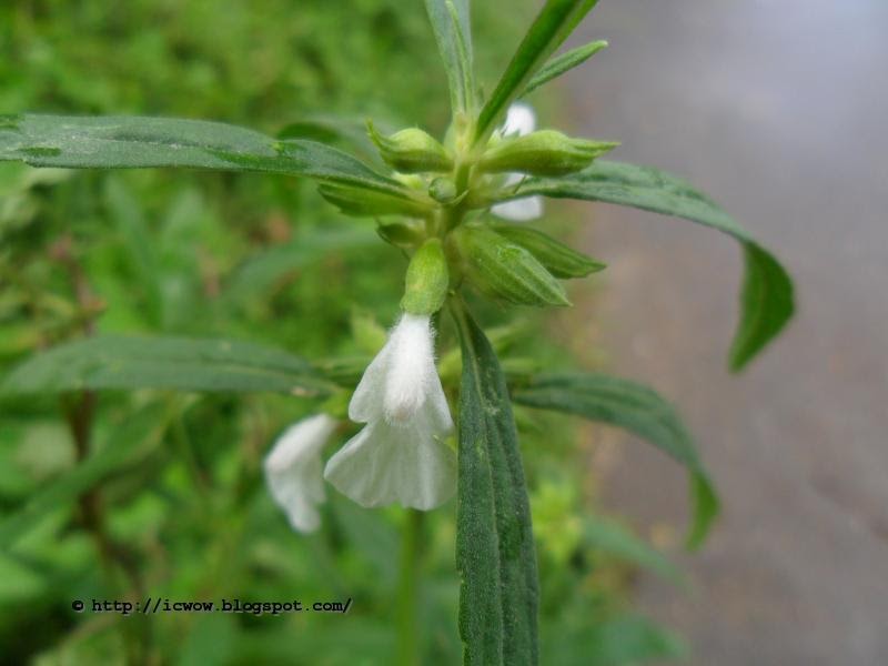 Common leucas - Leucas aspera