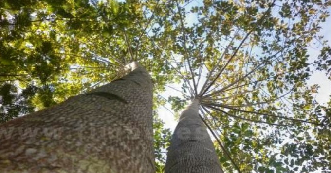 Khasiat Daun dan Kulit Pohon Laban, Apakah Bisa Untuk Corona? - Itcomu