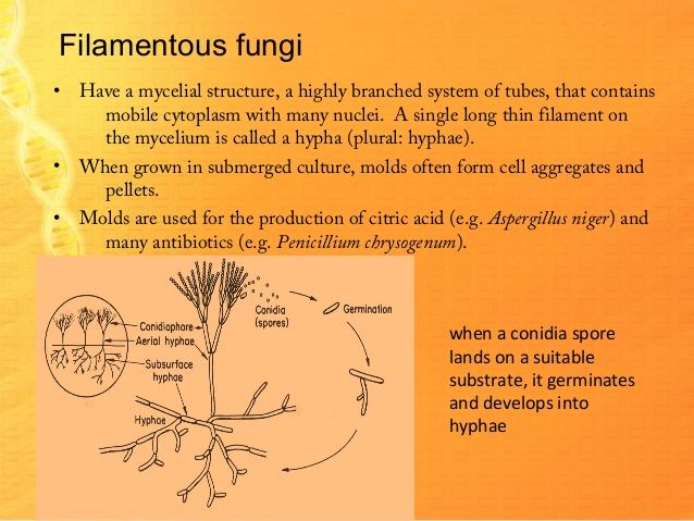 FILAMENTOUS FUNGI