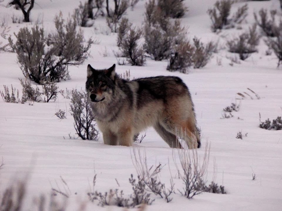Seven Dog Winter: Yellowstone 19 Years after wolf Re-introduction