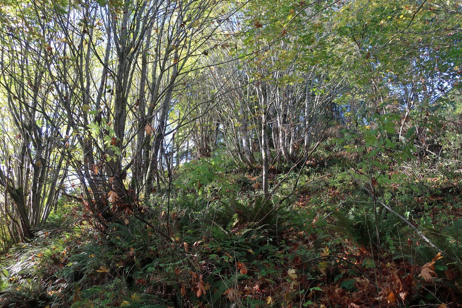 Reading the Washington Landscape: Acer macrophyllum (Big Leaf Maple) Forest