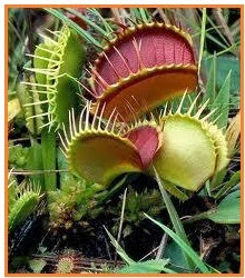 BAB 1 CIRI CIRI MAHKLUK HIDUP KELAS 6 SD - Biology Page