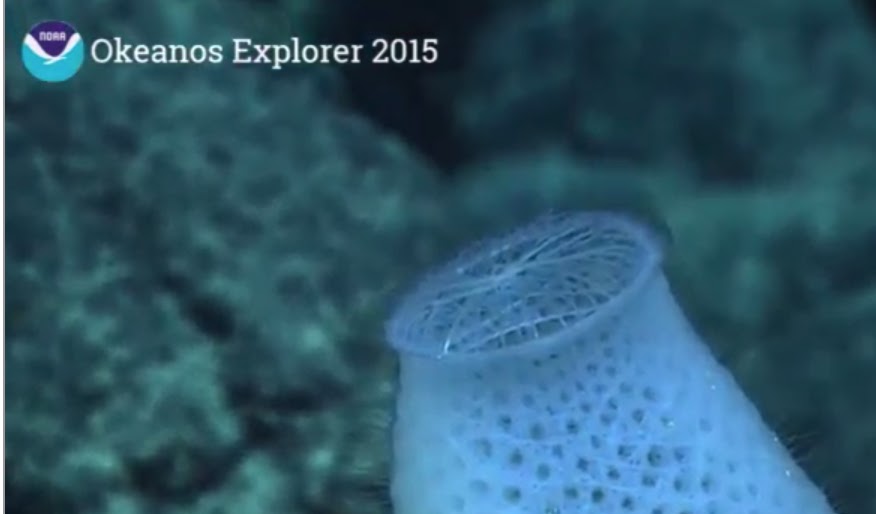 The Echinoblog: Deep-Sea Glass Sponges of the Hawaiian Islands! Okeanos ...