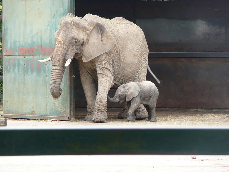 Musings of a Biologist and Dog Lover: Altricial and Precocial