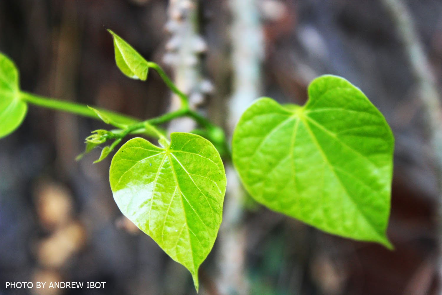 Ako si ANDREW IBOT!: Makabuhay (Tinospora rumphii Boerl)