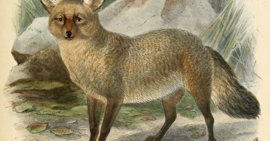 ¿BAILAMOS CON LOBOS?: OTOCYON : EL ZORRO OREJUDO AFRICANO