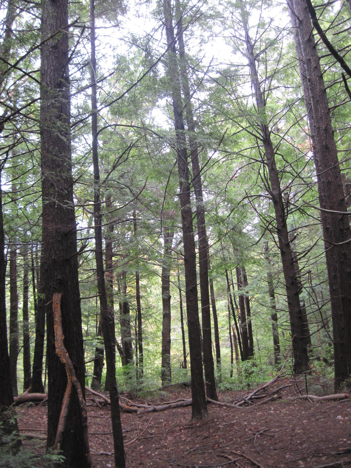 RavenWood Forest: Whirling Water and Tinkling Drops