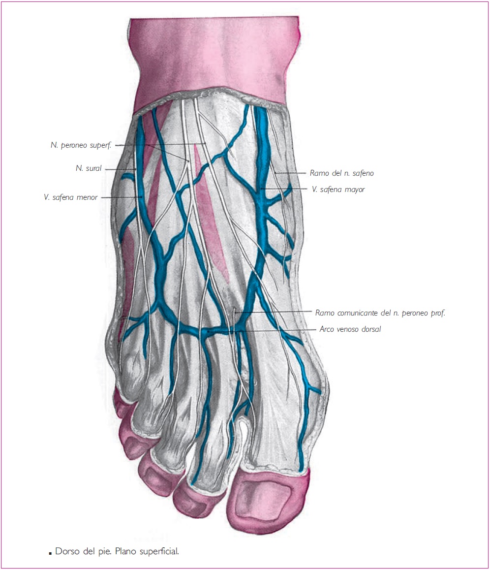 Medicina y Enfermería - Fundamentos: ZONAS PRINCIPALES DONDE CANALIZAR ...