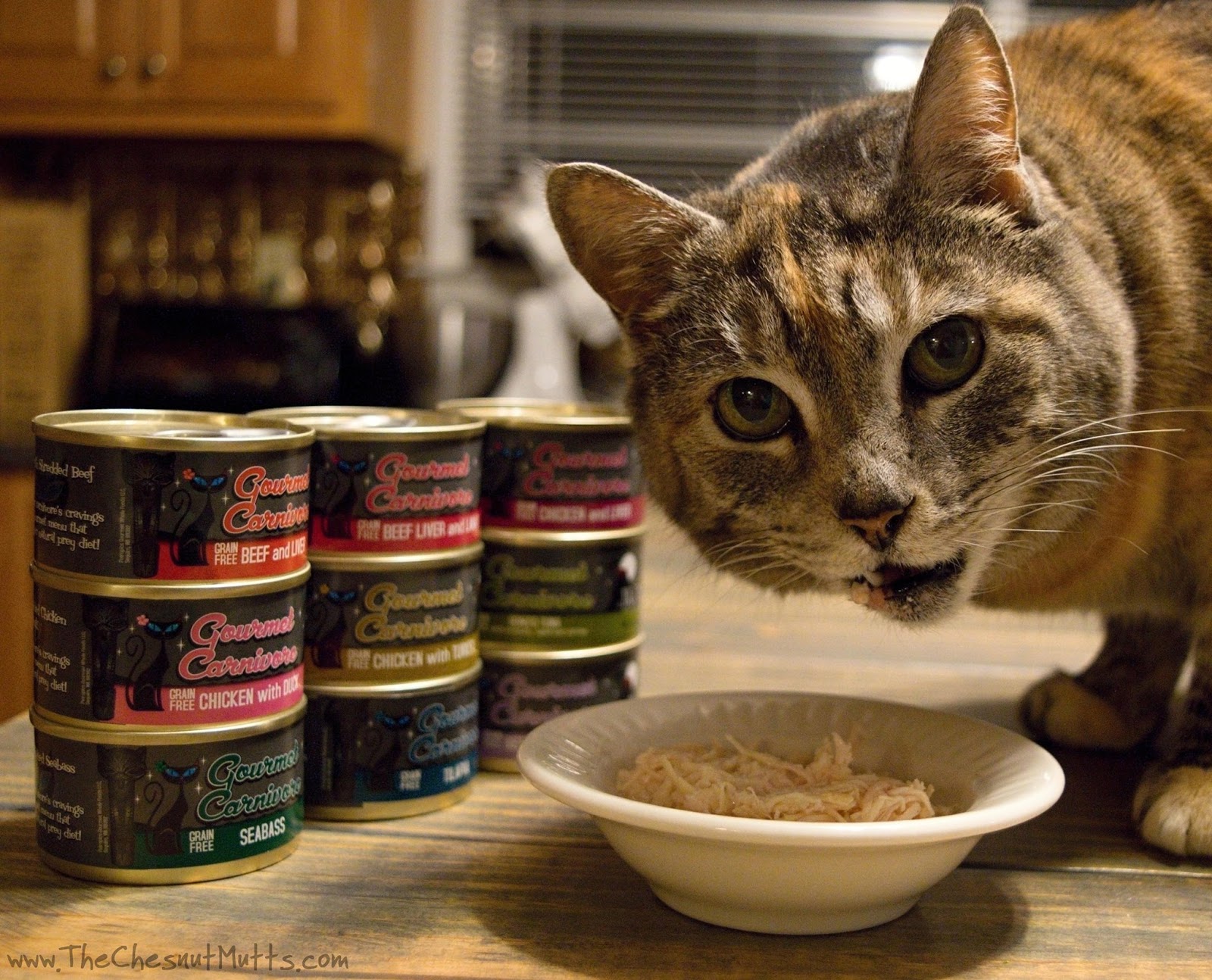 Is Tiki Cat Food Good For Diabetic Cats Cat Meme Stock Pictures And Is Tiki Cat Food Good For Diabetic Cats Cat Meme Stock Pictures And