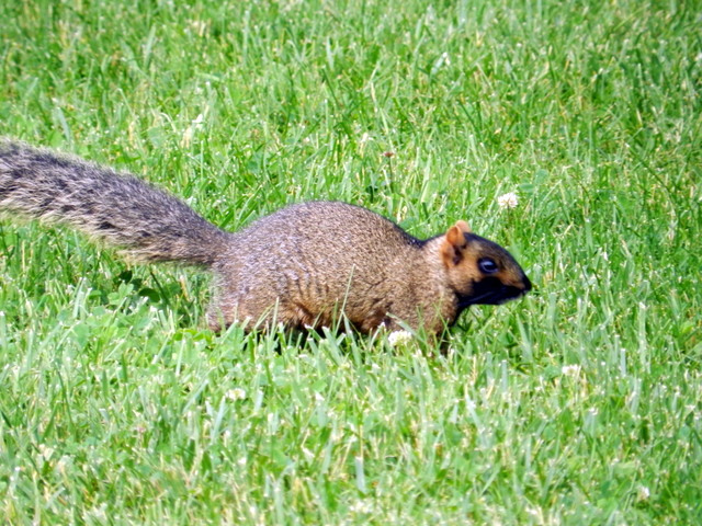 Blue Country Magic: Squirrel of a Different Color