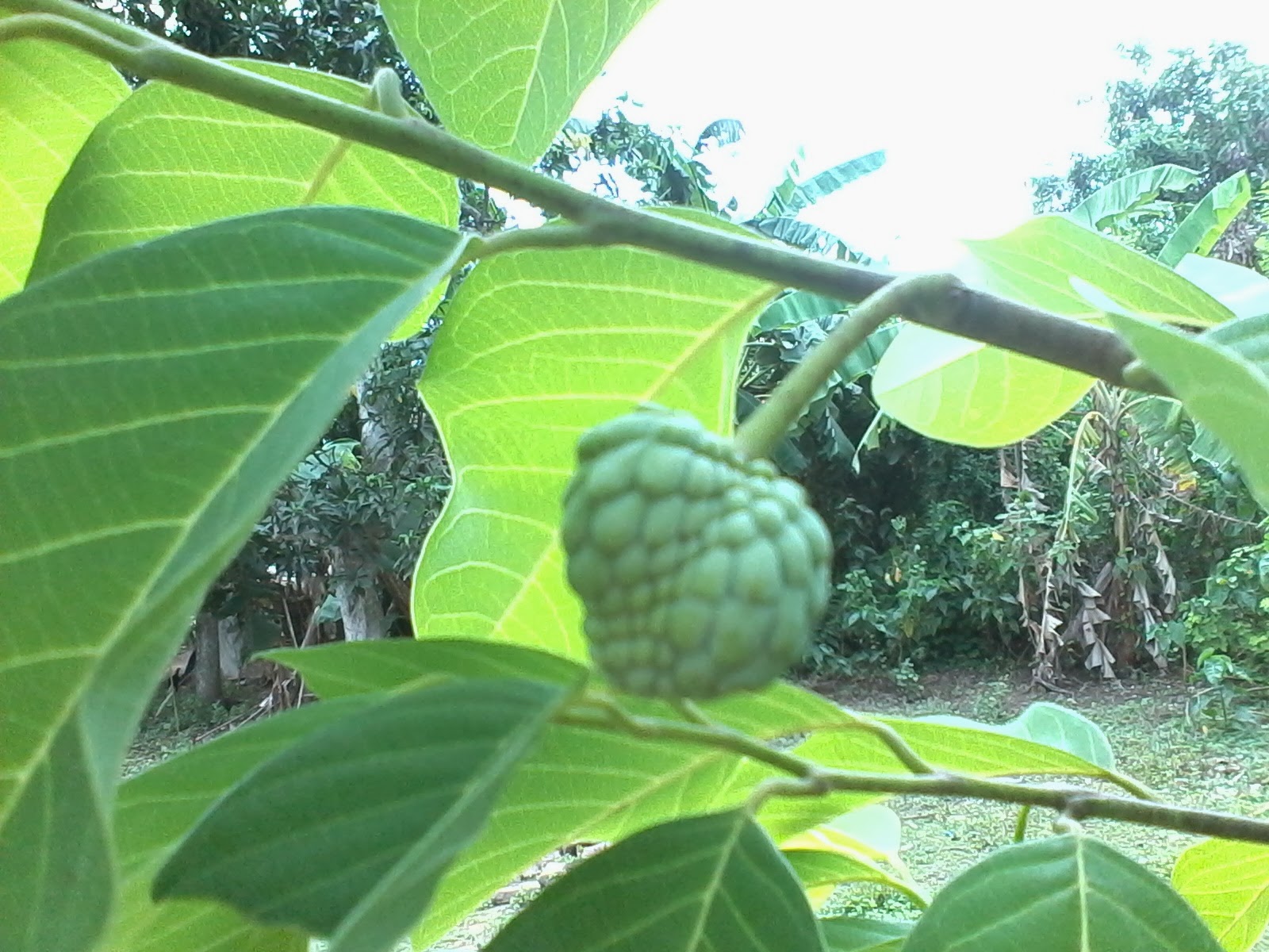 Petani Indonesia: Mengatasi Bunga Srikaya Agar Tidak Rontok