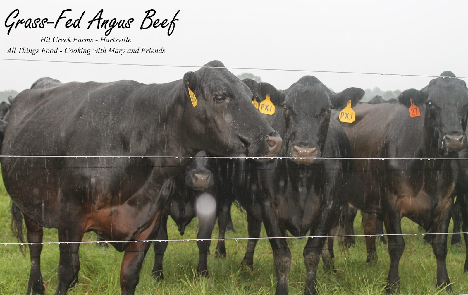 Cooking With Mary and Friends: Hill Creek Farms - Hartsville - 100% ...