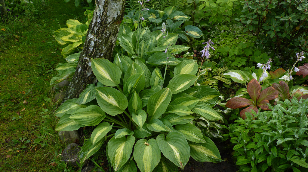Høneballehaven på Samsø og Hellerupvej på Fyn: Hostaer og liljer og lidt andet