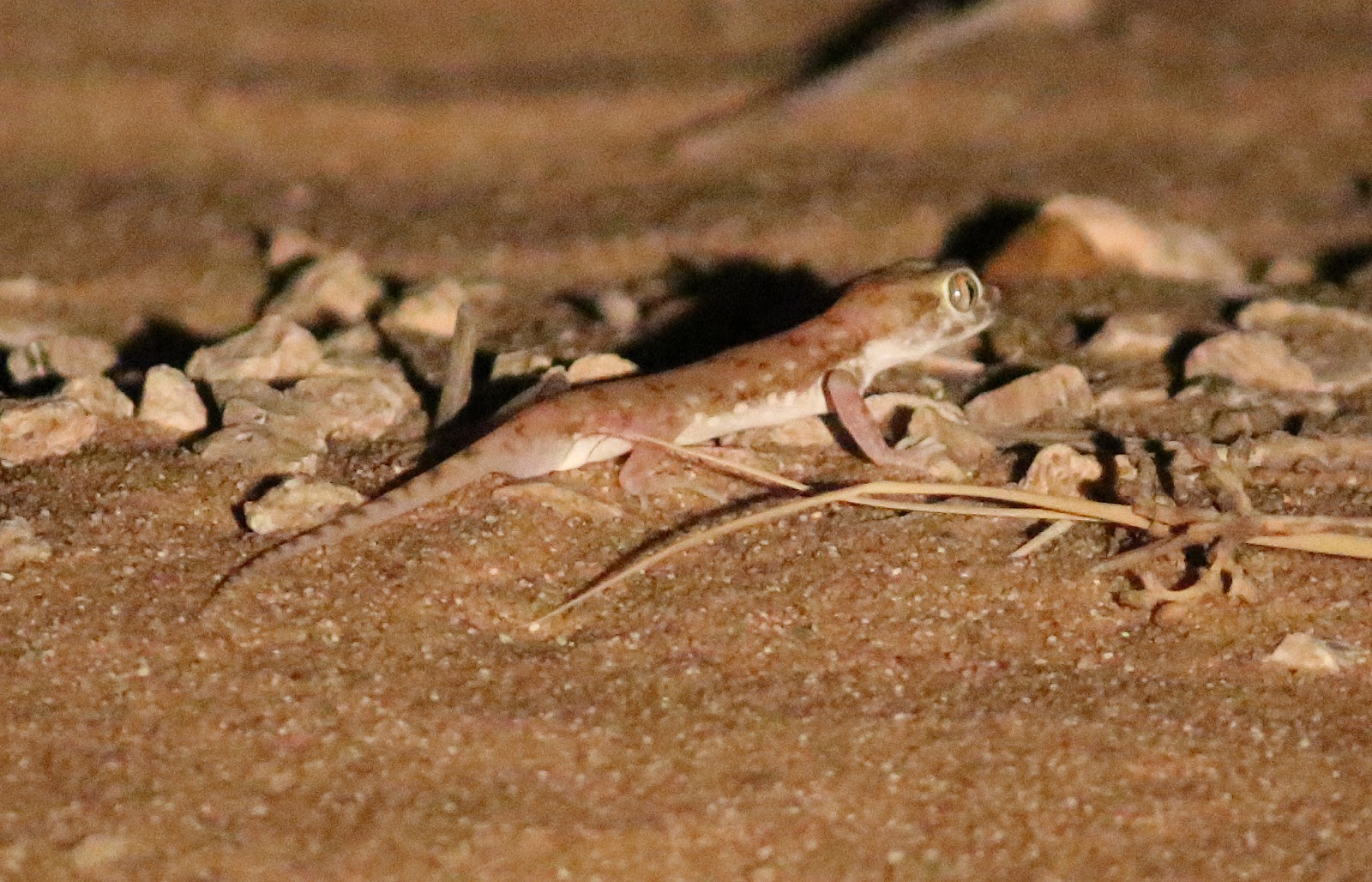 Non-Stop Birding: Western Sahara Wildlife