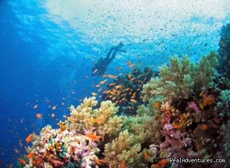 ทะเลแดง (red sea) - Once in World Wide