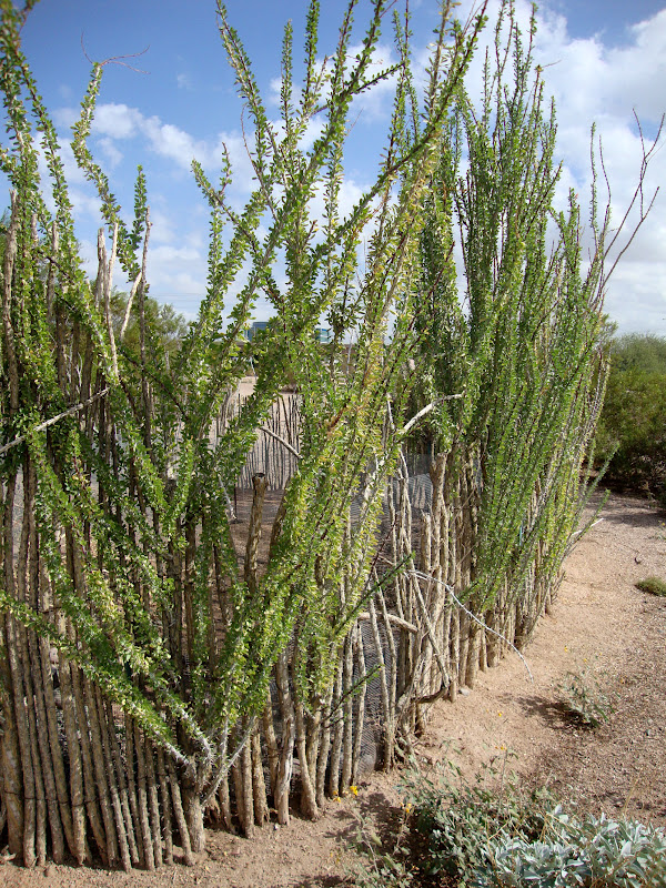 Ocotillo Fence
