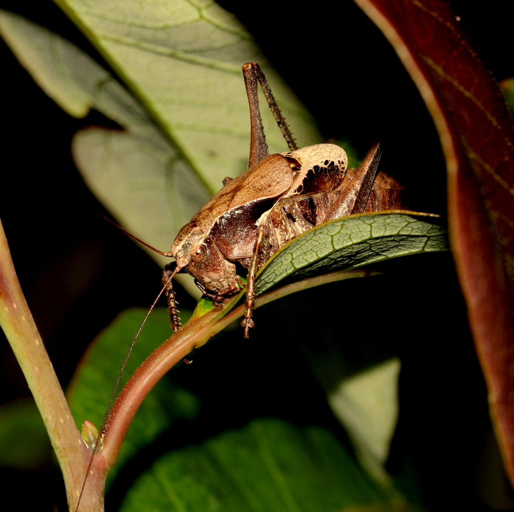 Listening in Nature: The Predatory Katydid