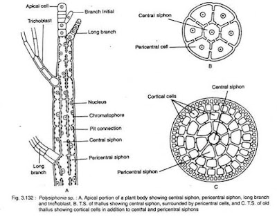 Department of Botany, Girraj Govt. College: Polysiphonia