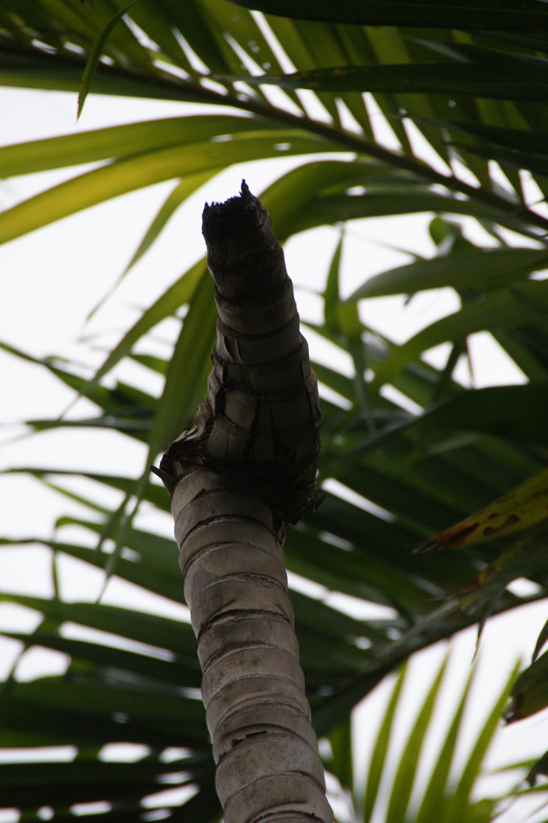 AboveCapricorn: Thielaviopsis Trunk Rot in Palms – More Common in 2015