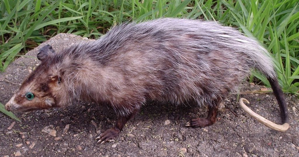 O gambá e a careca do papai