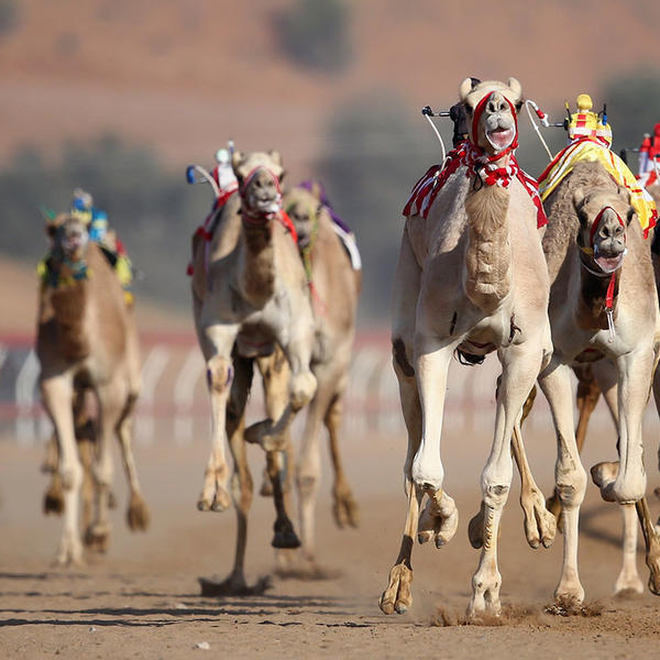 Qatar camel racing - Qatar Photo Gallery-Picture Around Qatar