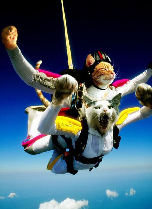 If cats skydived