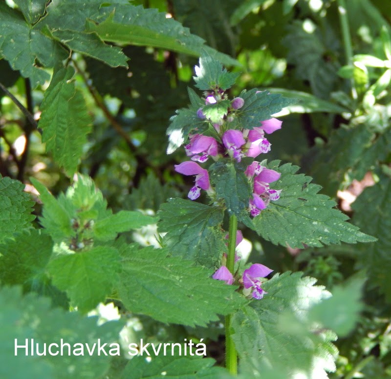 Bylinky ze Salaše: Hluchavka skvrnitá