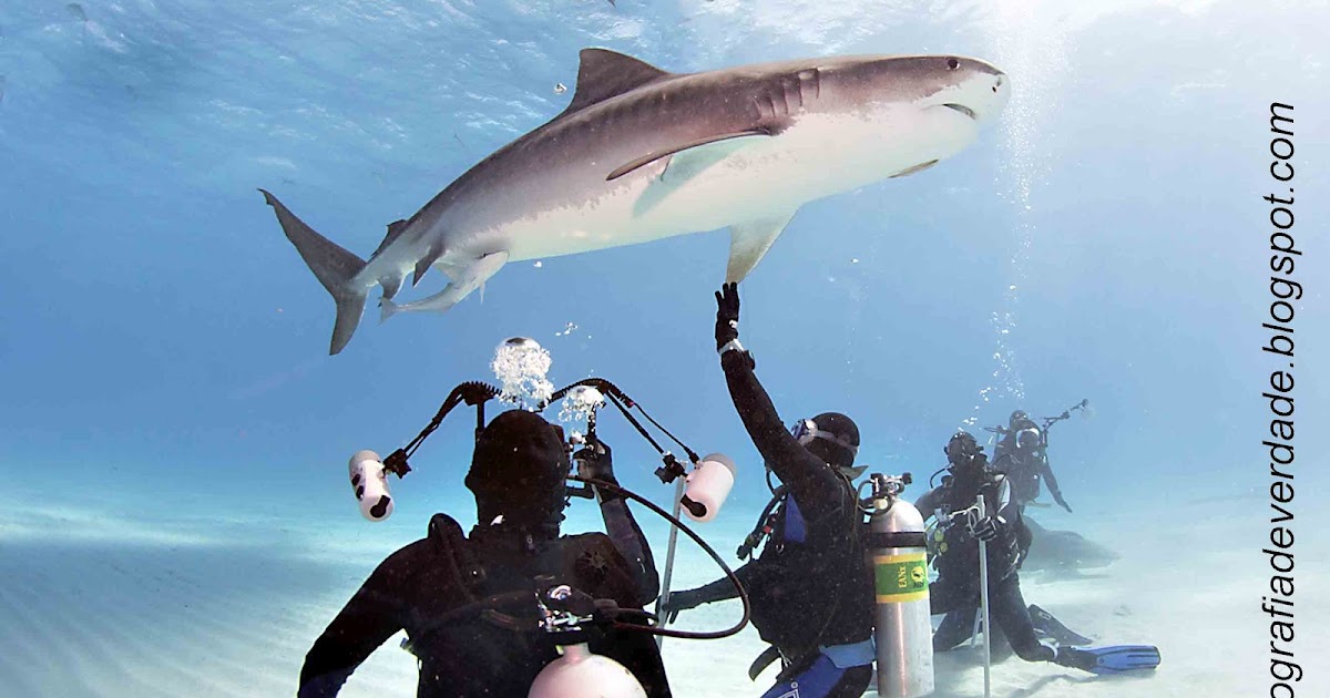 Fotografia de Verdade: Tubarões (part I)