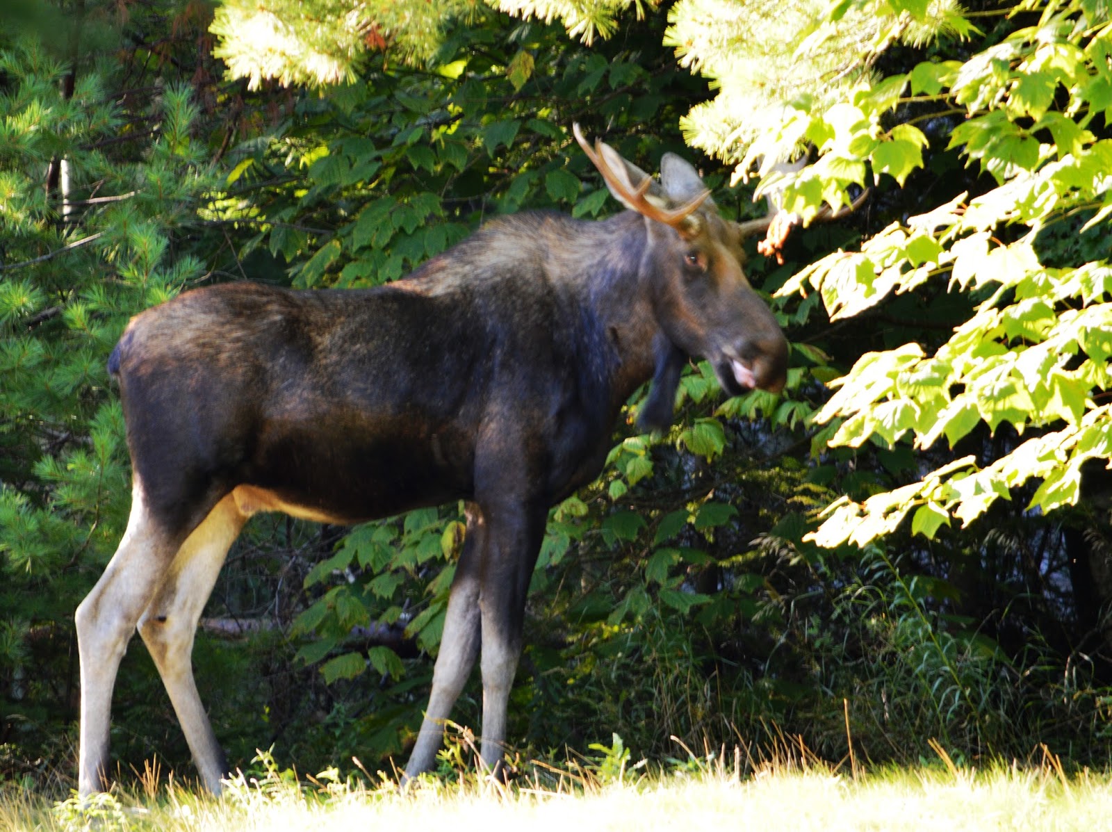 "Acadia's Mainely Ours" : ACADIA MOOSE STORY (w/ Pictures)
