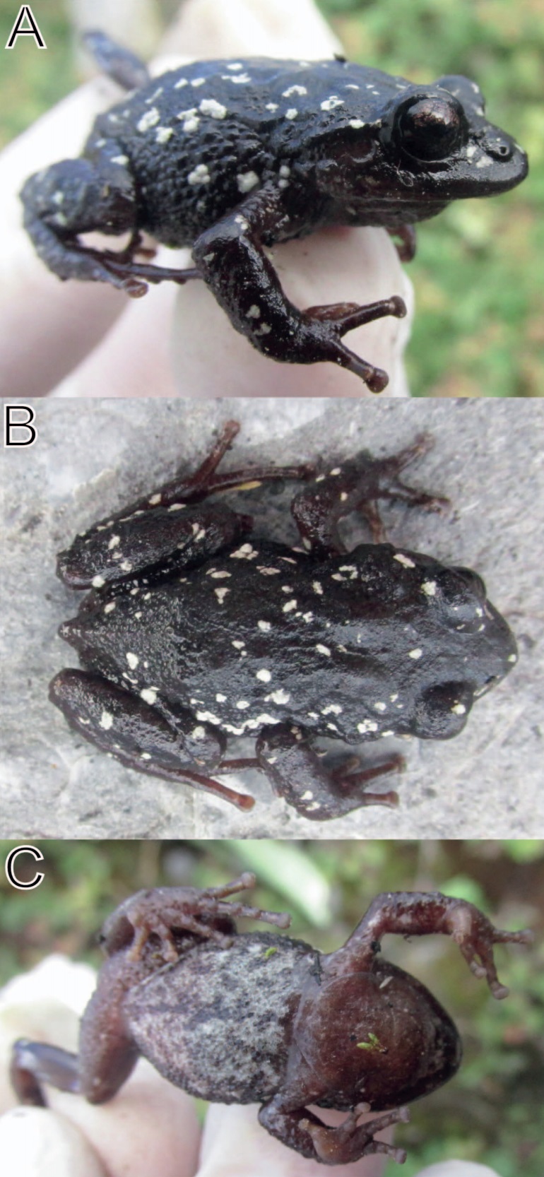 Species New to Science: [Herpetology • 2021] Pristimantis astralos • A ...