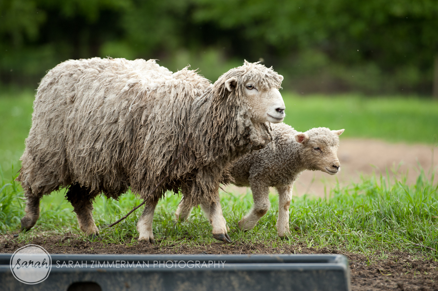 Sarah Zimmerman Photography: Baaaaaa said the sheep