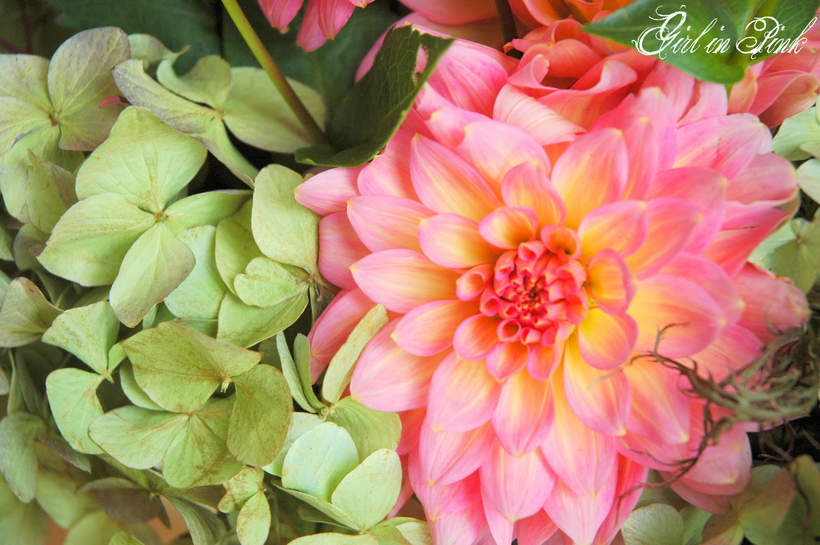 Girl in Pink: Fall Flowers and Foliage